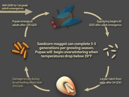Cutworm Life Cycle